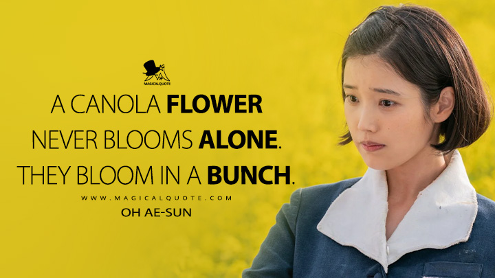 A canola flower never blooms alone. They bloom in a bunch. - MagicalQuote